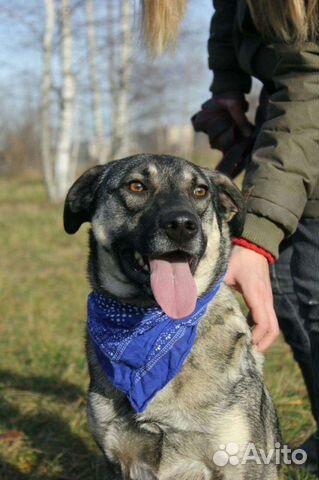 Песик грустит в приюте