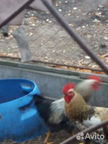 Продаю петушков
