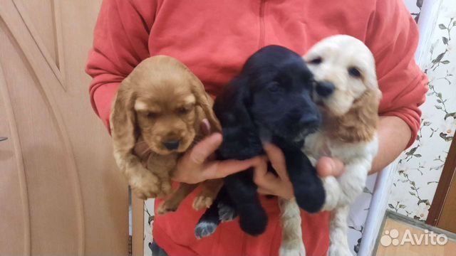 Английский Кокер спаниель