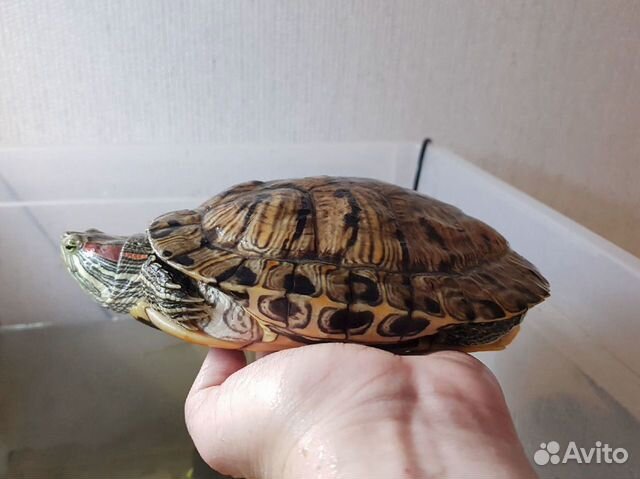 Красноухая черепаха