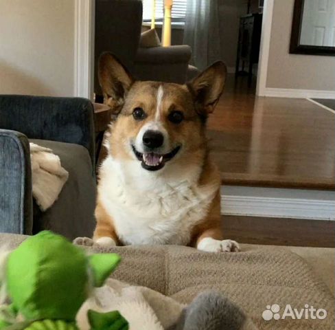 Помесь корги