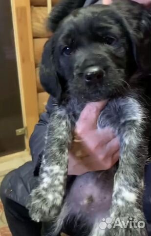 Щенки дратхаара