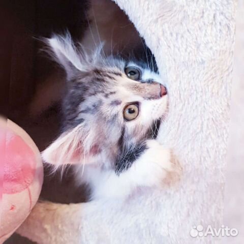 Котята, котёнок пушистая трёхцветная