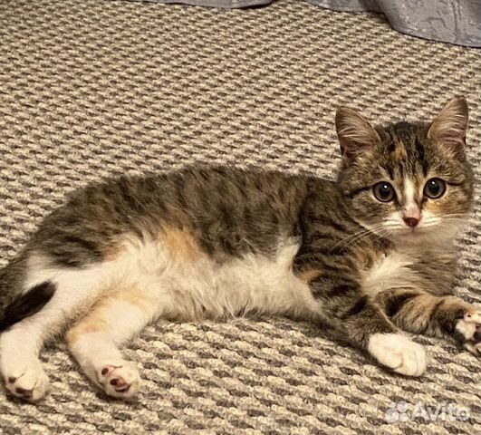 Котята в добрые руки бесплатно