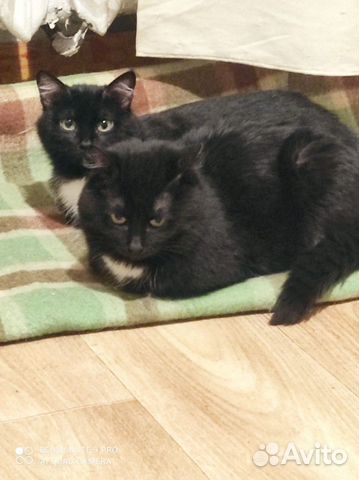 Молодые кошка и котик в добрые руки