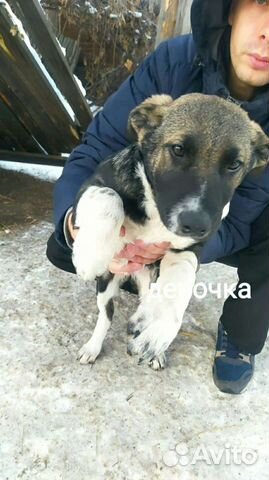 Щенок в заброшенном доме