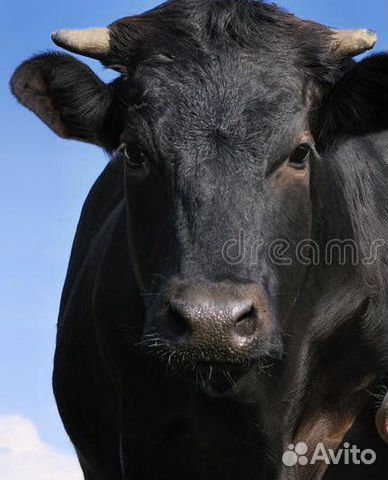 Домашний бык