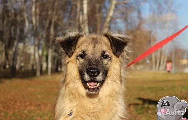 Небольшая собака в добрые руки