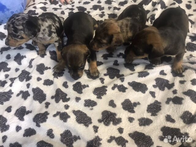 Щенки таксы (мама карликовая)