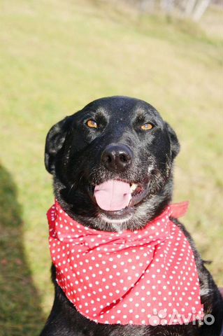 Красавчик Барт в добрые руки