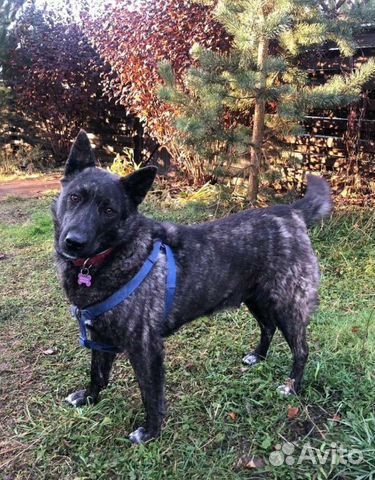 Стрелка и Пират в добрые руки