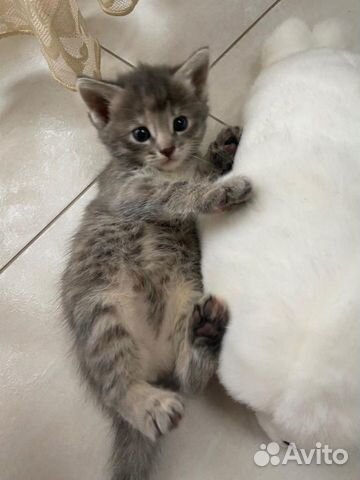 Котенок