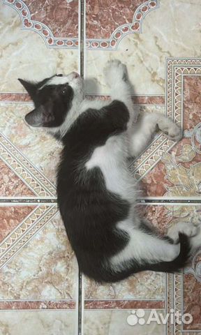 Котеночек
