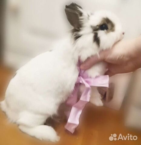 Ищем самочку для спаривания