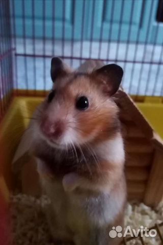 Хомяк сирийский