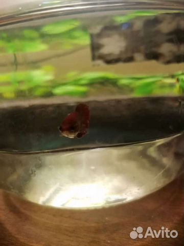 Самка петушка рыбка