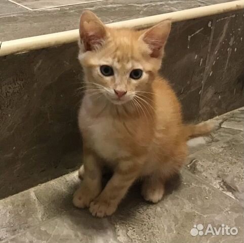 Рыжие девочки редкость, а у нас есть для вас