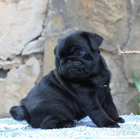 Щенок мопса черный