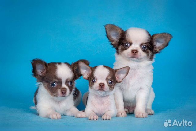 Замечательные щенки чихуахуа