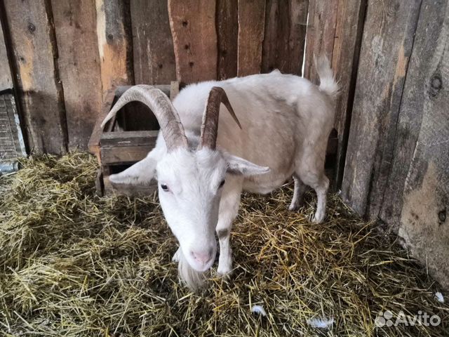 Молочные козы