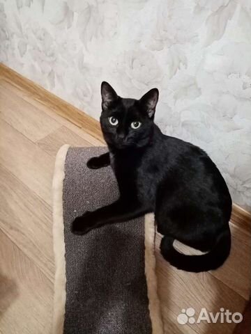 Кошка