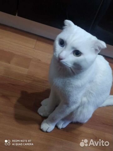Кот вислоухий случка
