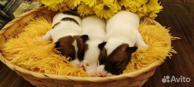 Джек Рассел Терьер