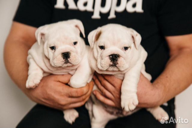 Супер детки Английского бульдога