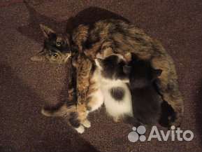 Котята от Масяни