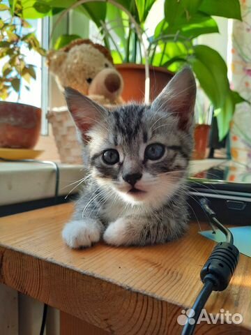Отдаем котят-мышеловов, друзей собаки