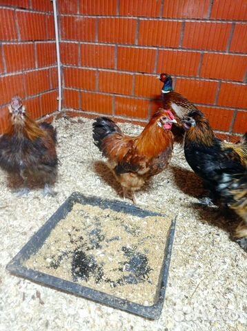 Карликовые петухи