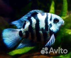 Попугай (сапфировый-тигровый)