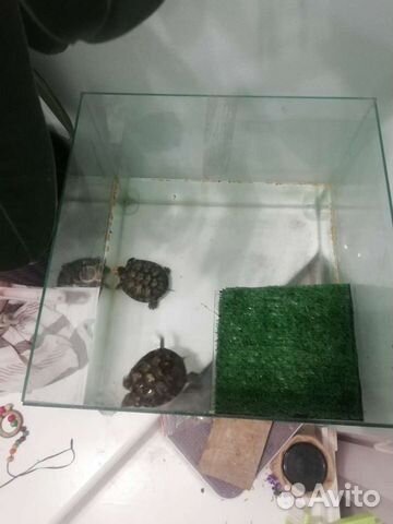 Аквариум черепашник