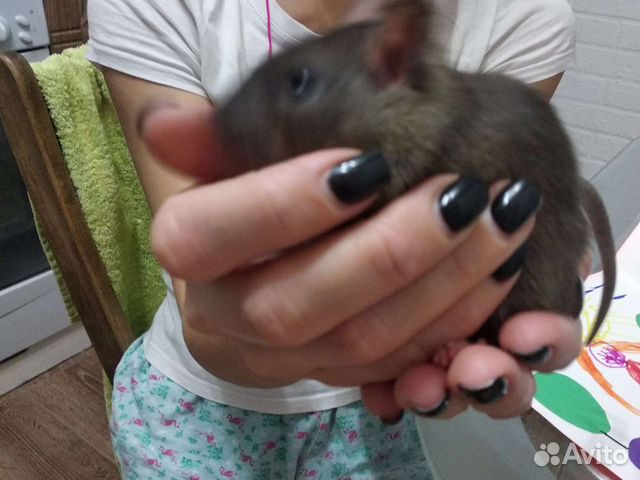 Чёрная крыса