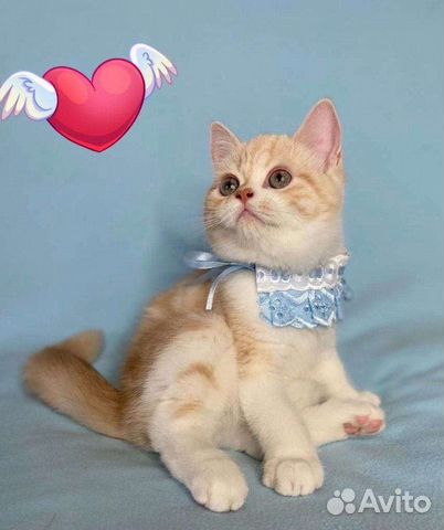 Шотландский котик породистый