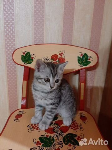 Ласковый комочек