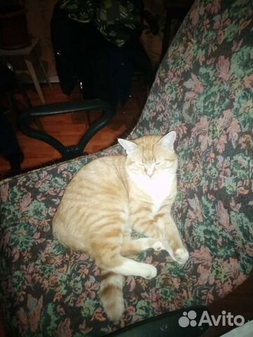 Золотой котик ищет невесту