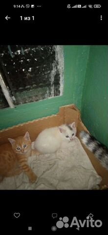 Кошка и 2 котёнка в добрые руки