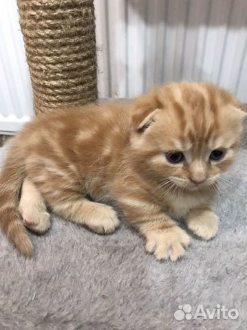 Манчкин