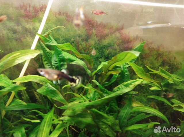 Аквариумные рыбки гуппи