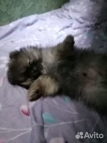 Помиранец Шпиц мини, мальчик