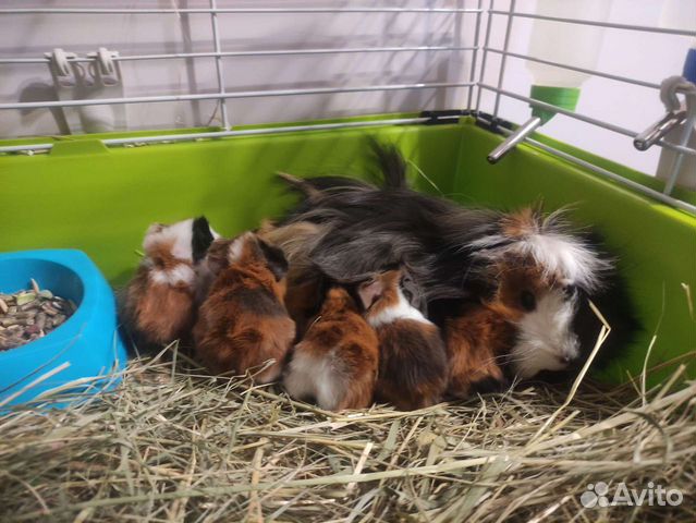 Морские свинки длинношерстные