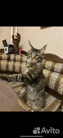 Ищу кота для вязки
