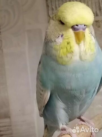 Выставочный волнистый попугай чех