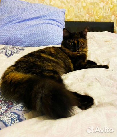 Красотуля терхцетная девочка котенок