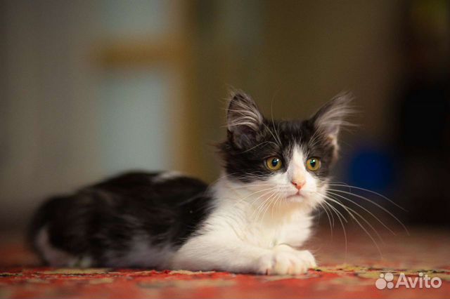 Котенок Герда в поисках дома