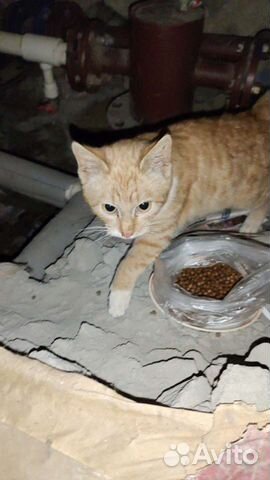 Котенок в дар