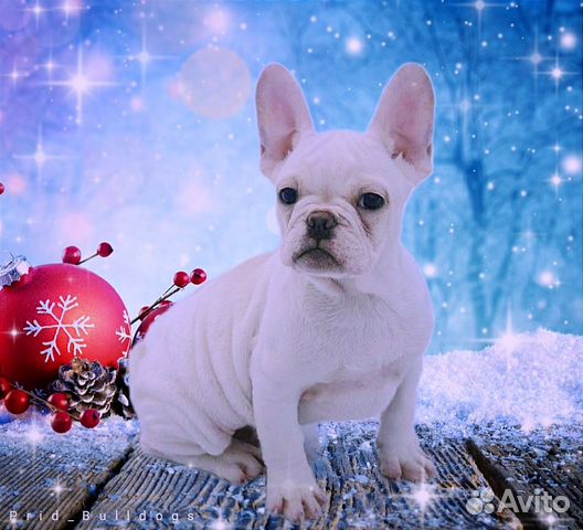 Бело кремовый красавчик