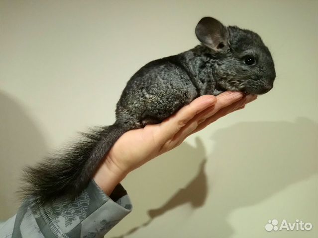 Продам шиншилленка - мальчик