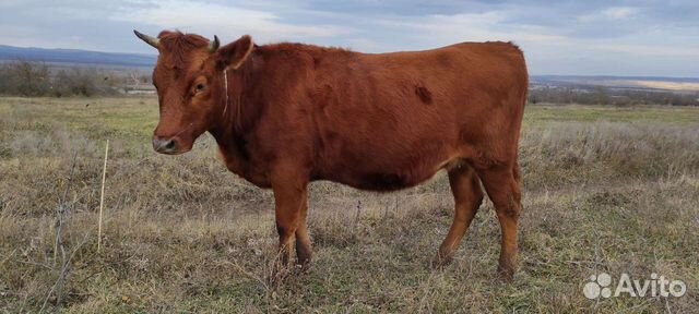 Корова стальная,первателка